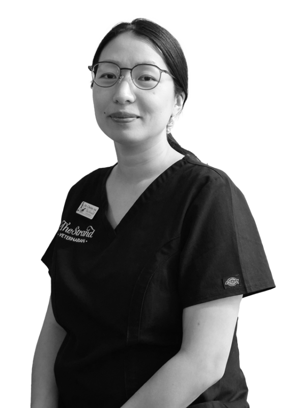 The Strand Vet Team | Parnell, Auckland | Veternarians | Pet Physios